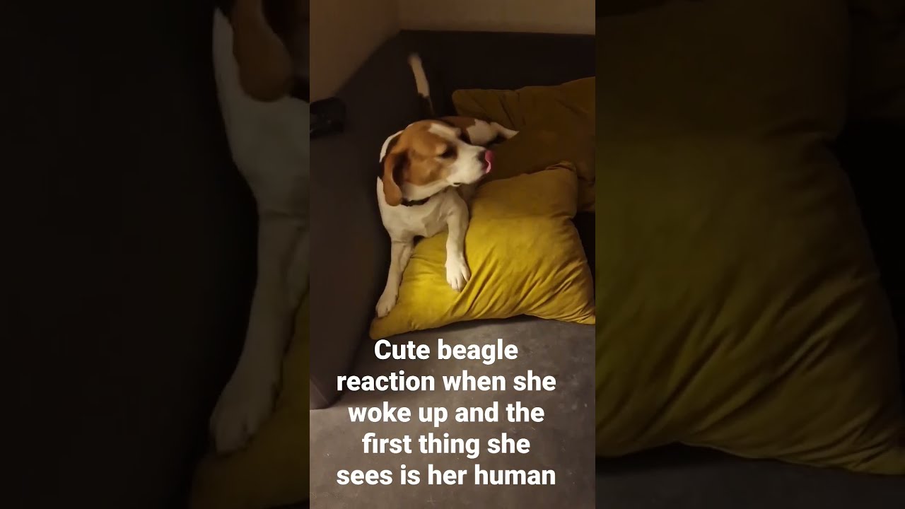 Beagle’s adorable morning reaction to seeing her human