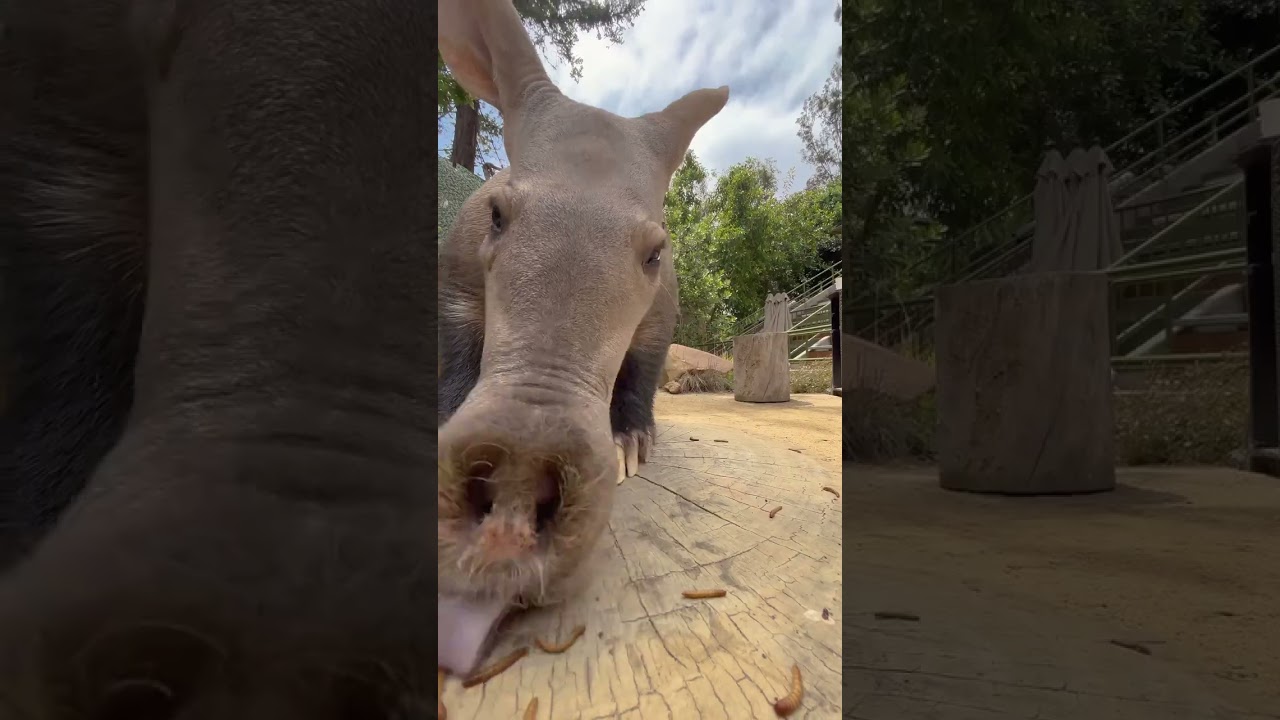 Bunnies and other animals entertain with funny antics