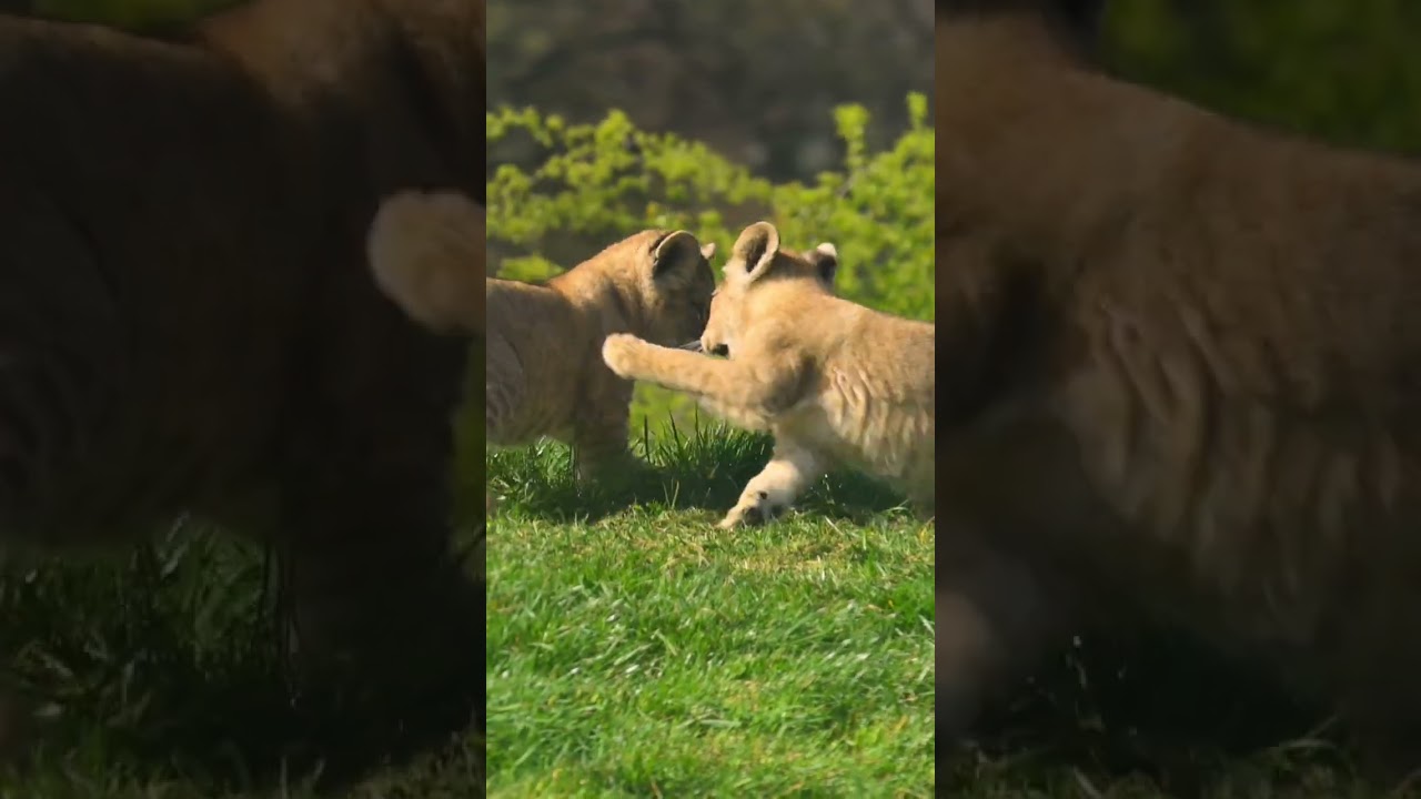 Watch two playful baby lions playing in the grass