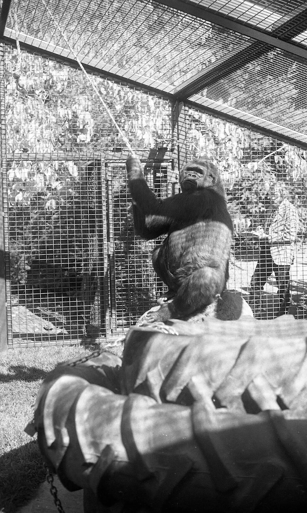 15+ Facts about Koko, the gorilla who knew sign language