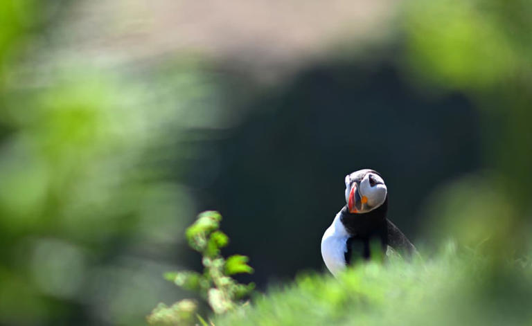 Baby Puffins Are Being Thrown Off The Cliffs in Iceland — But It’s Not ...