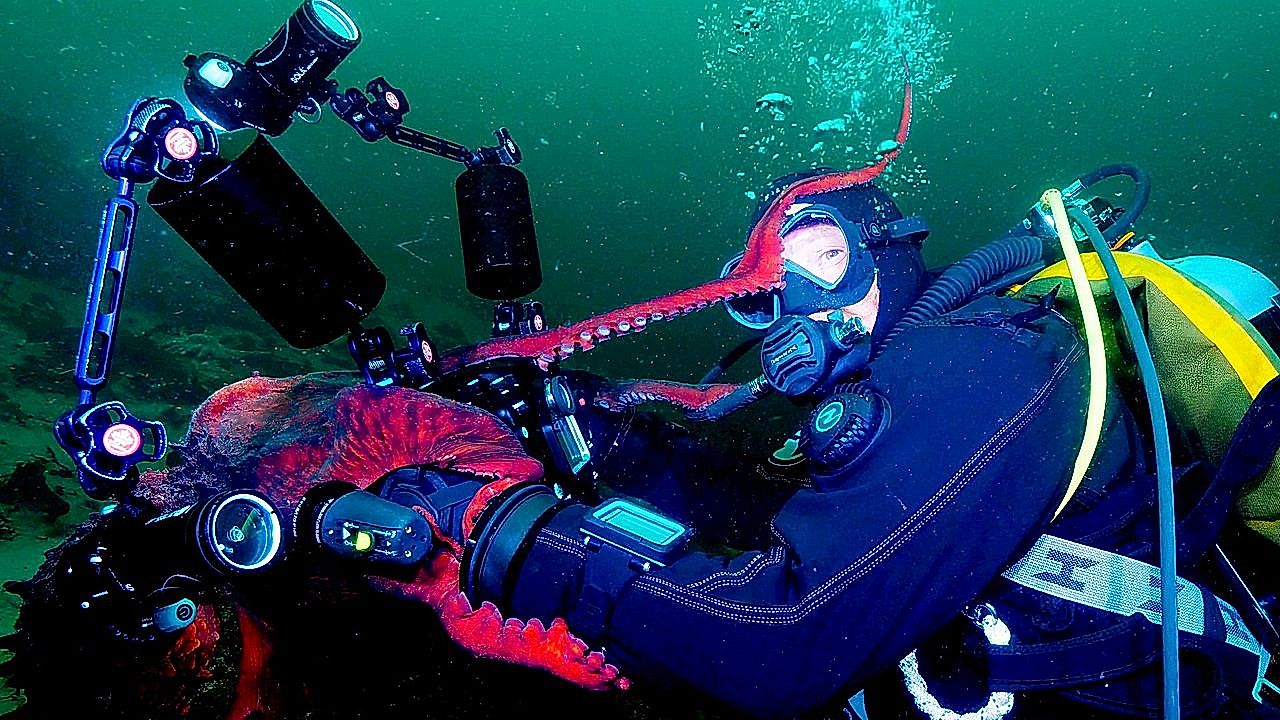 Giant octopus in Canada hugs divers and takes a selfie in a ...