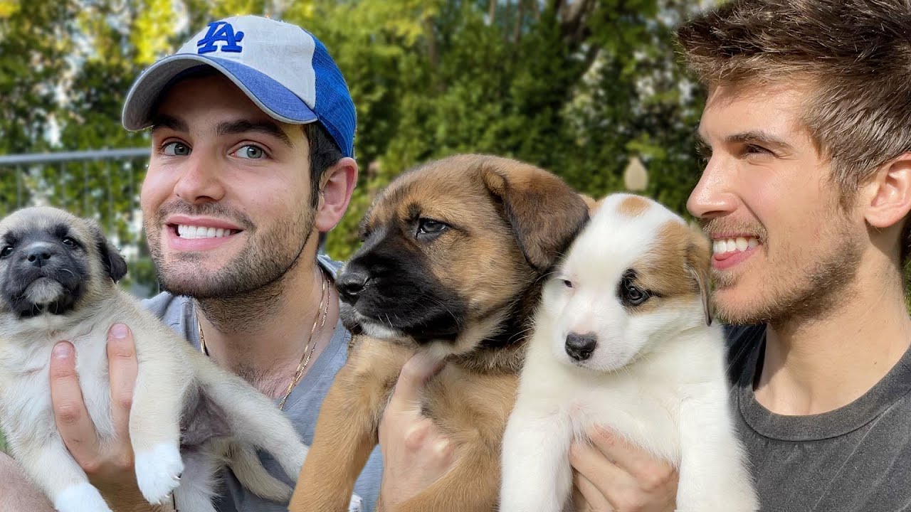 Ex-Boyfriend Meets Adorable Rescue Puppies for First Time