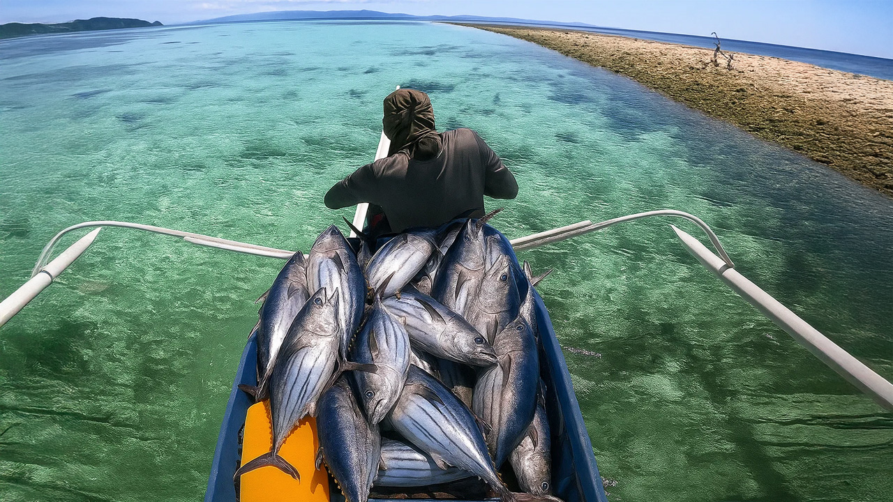 The tuna battle you won’t believe!