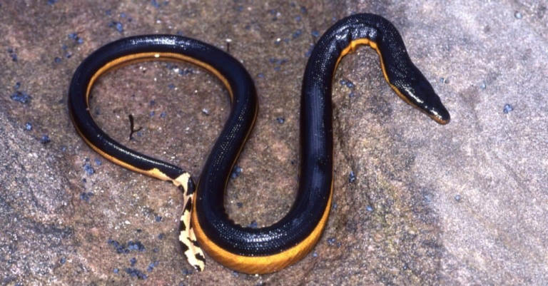 7 Snakes That Give Birth to Live Young (As Opposed to Eggs)