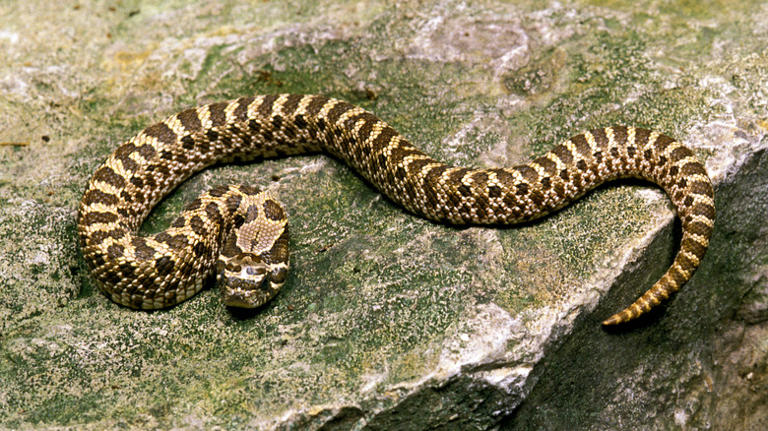 The Snake-Filled Lakes Of South Dakota You'll Want To Think Twice About ...