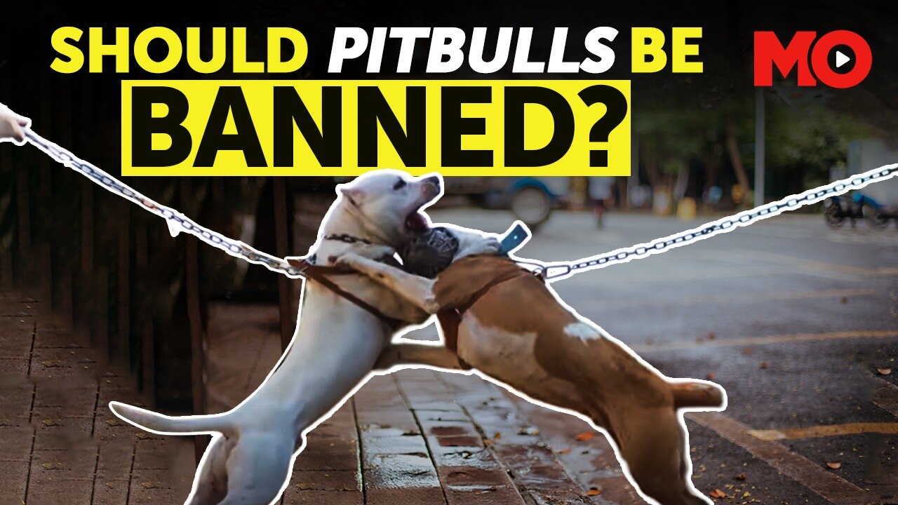 Should pitbulls be banned?: Inside India's underground dog fighting ...