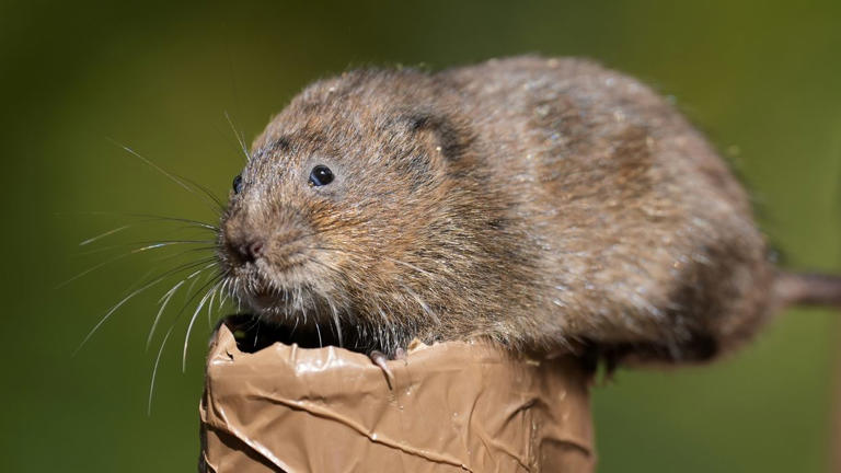 Water voles reintroduced into waterways in southern England