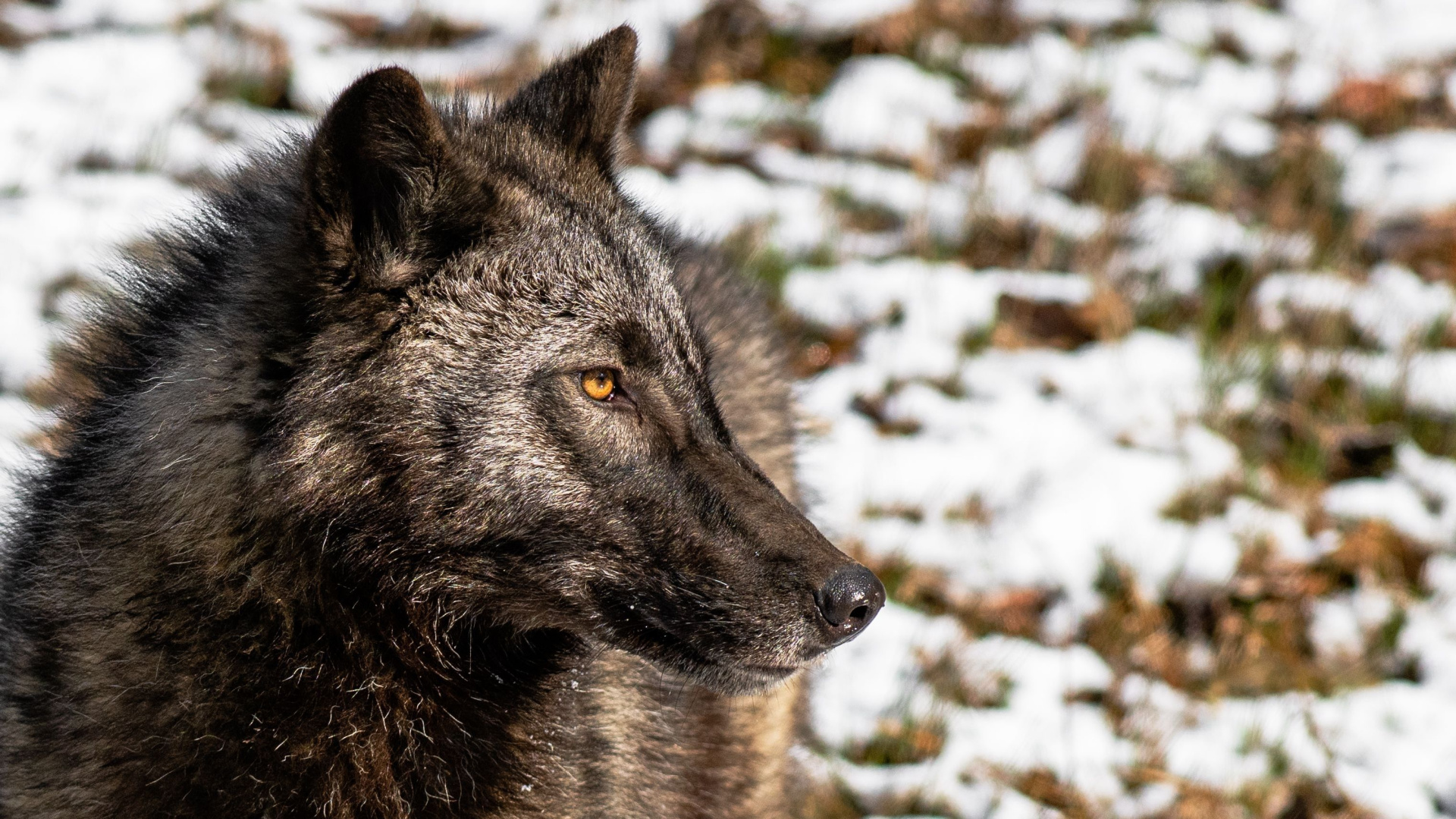 7 Massive Wolf Species And Subspecies