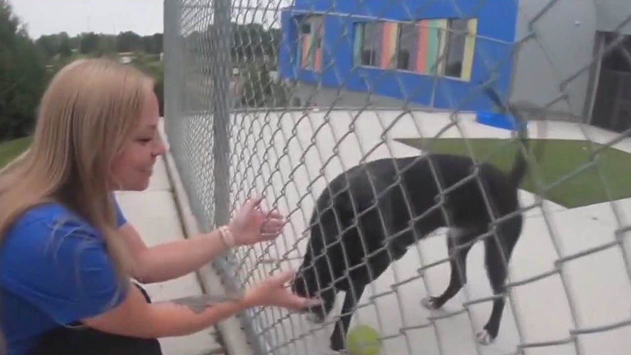 Abused, neglected pets find forever homes with Michigan Animal Rescue ...