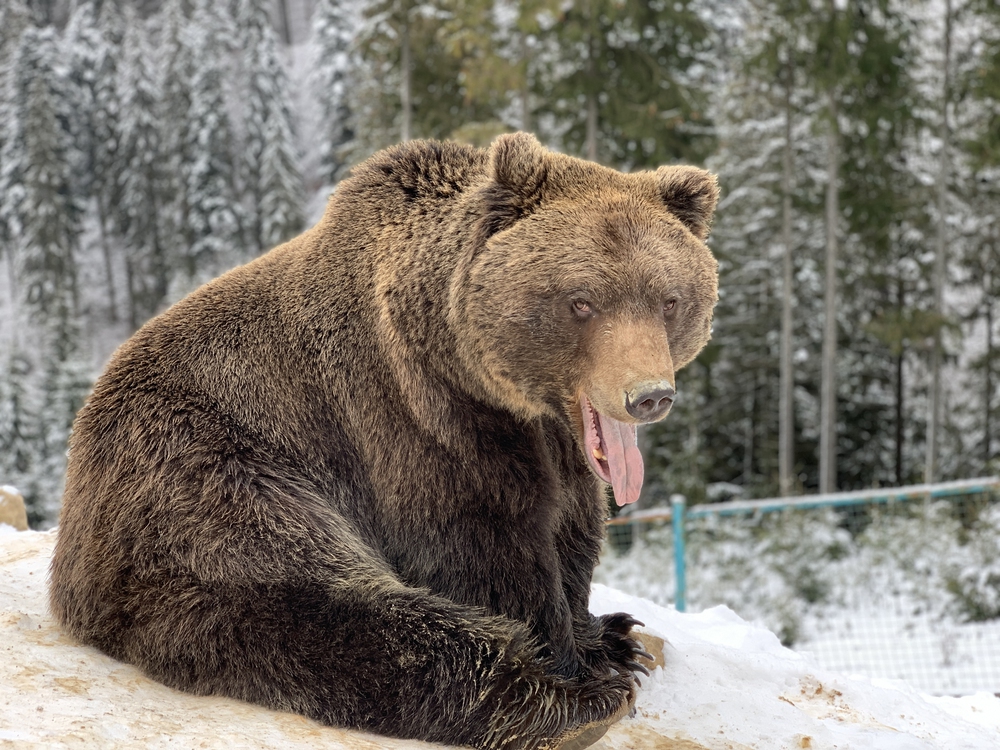 15 Fearless Animals That Face Off Bears
