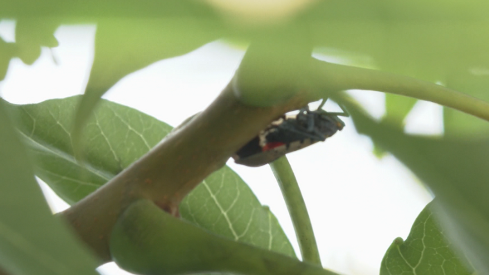 Authorities urge residents to stomp on invasive spotted lanternflies