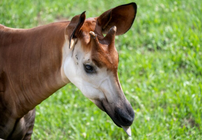 Oklahoma City Zoo celebrates birth of endangered okapi calf