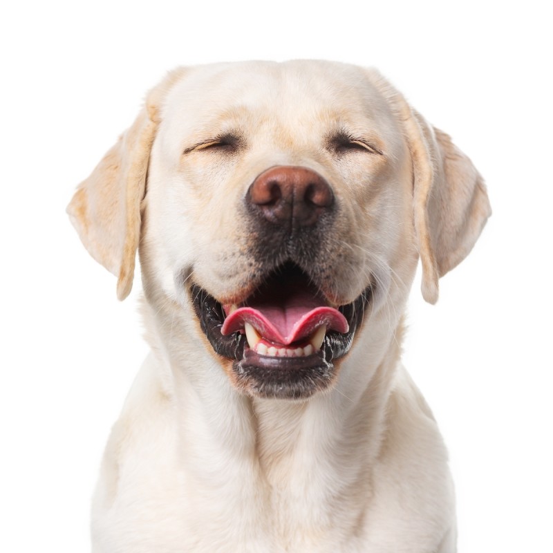 Yellow Lab Who Demands Lotion at Bedtime Is the Ultimate Self-Care King