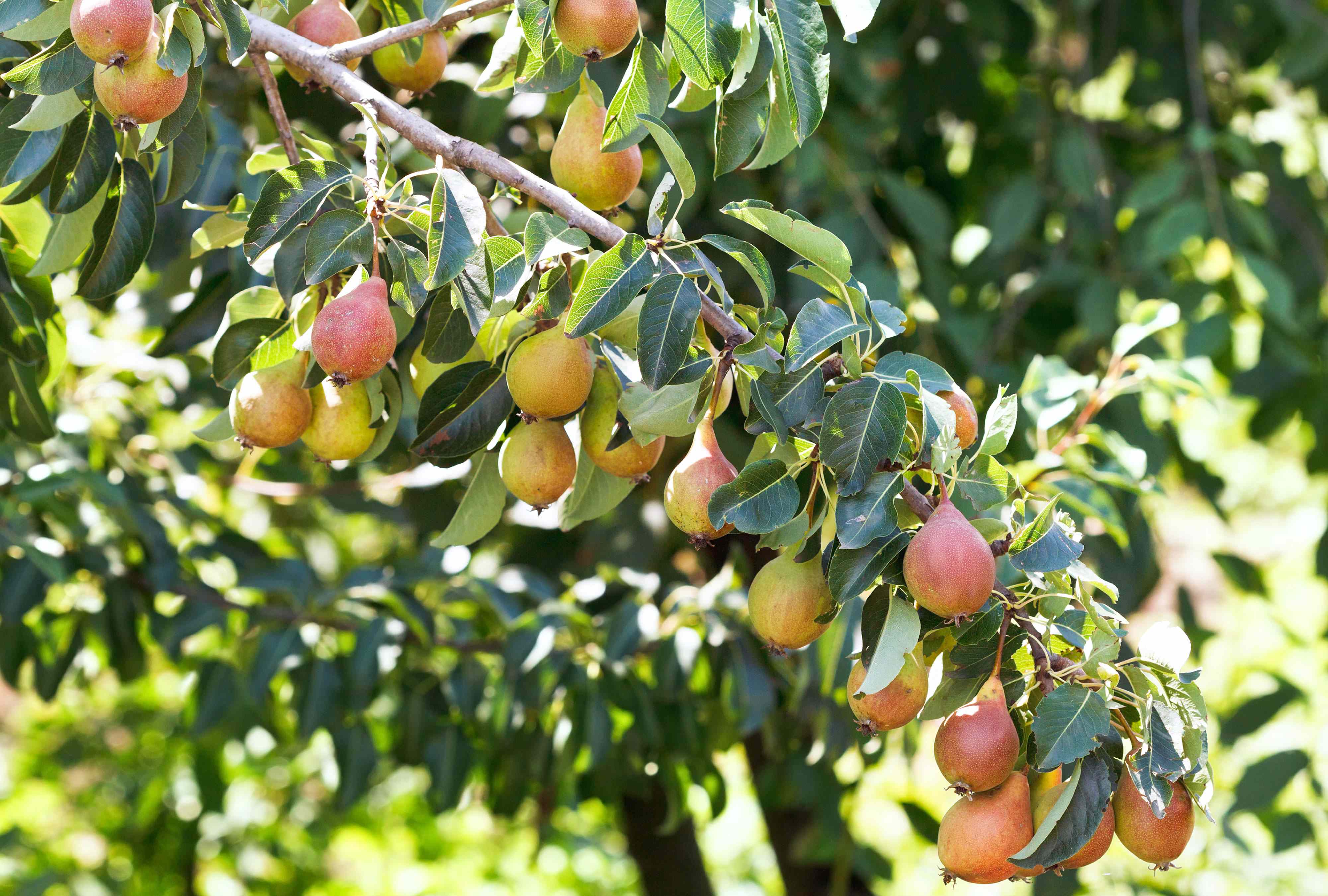 How to Prune Your Pear Tree the Right Way for a Juicy, Abundant Harvest
