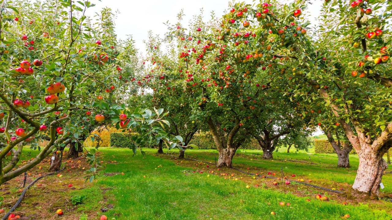 What's your birth month fruit tree? Discover all 12