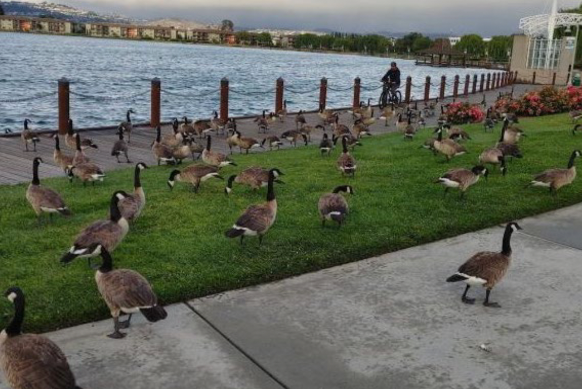 This Bay Area city has a major geese poop problem that’s costing them ...
