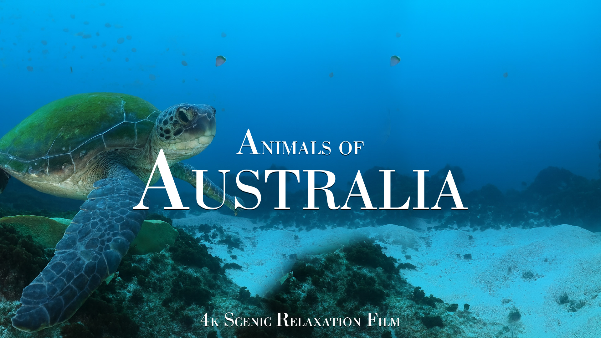 A Journey Through Australia – Venomous Animals and Oceans in 4K