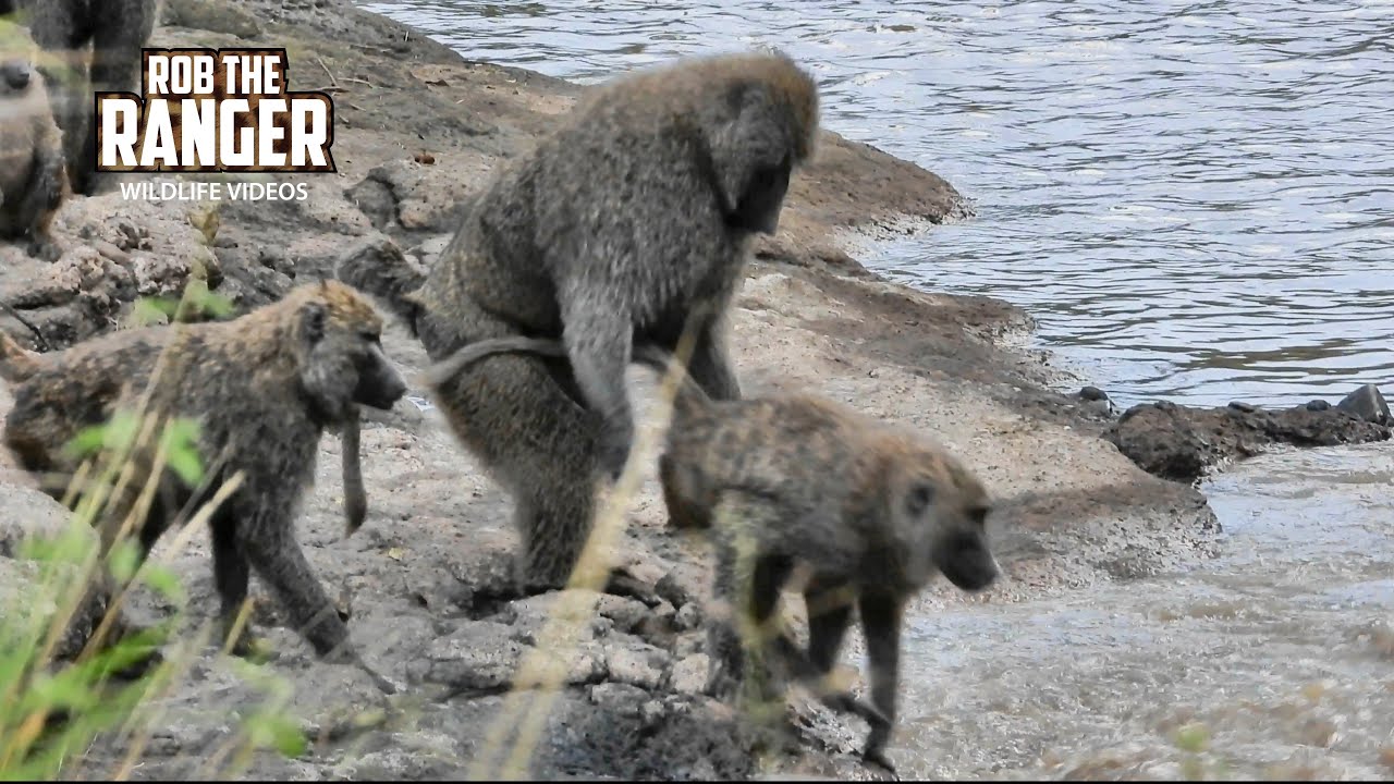 Baboons Show Rare River Crossing Skills in the Wild