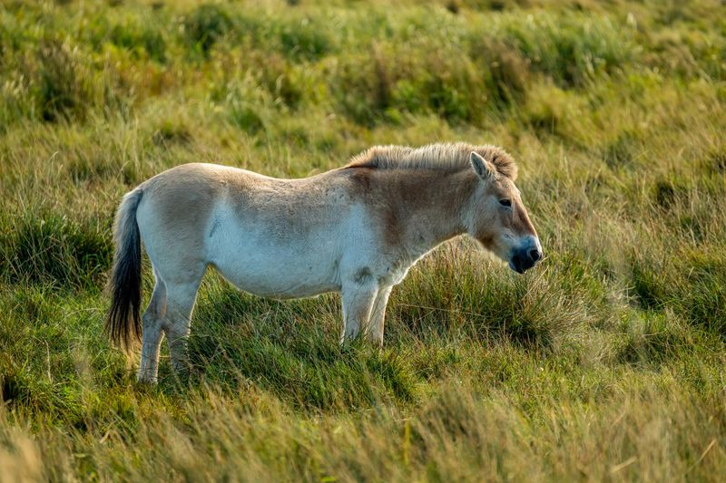 9 Wild Horse Herds That Still Roam Without Human Contact