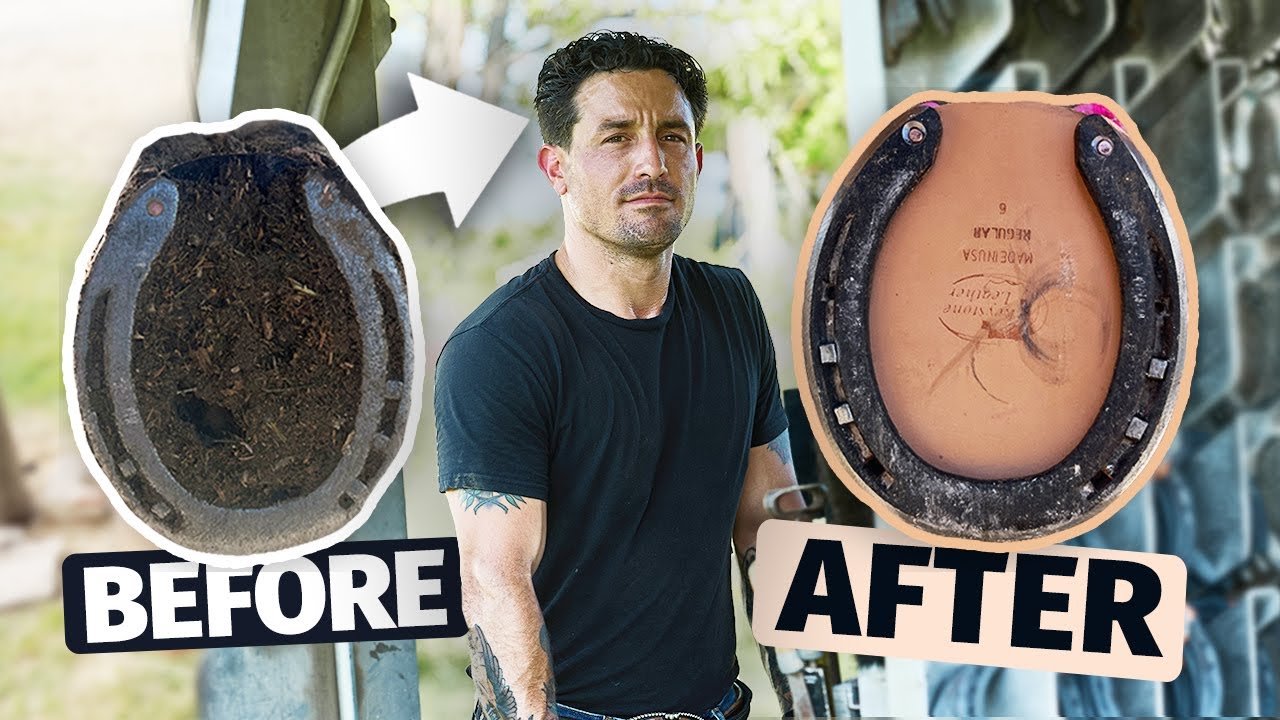 Complete Horse Hoof Restoration