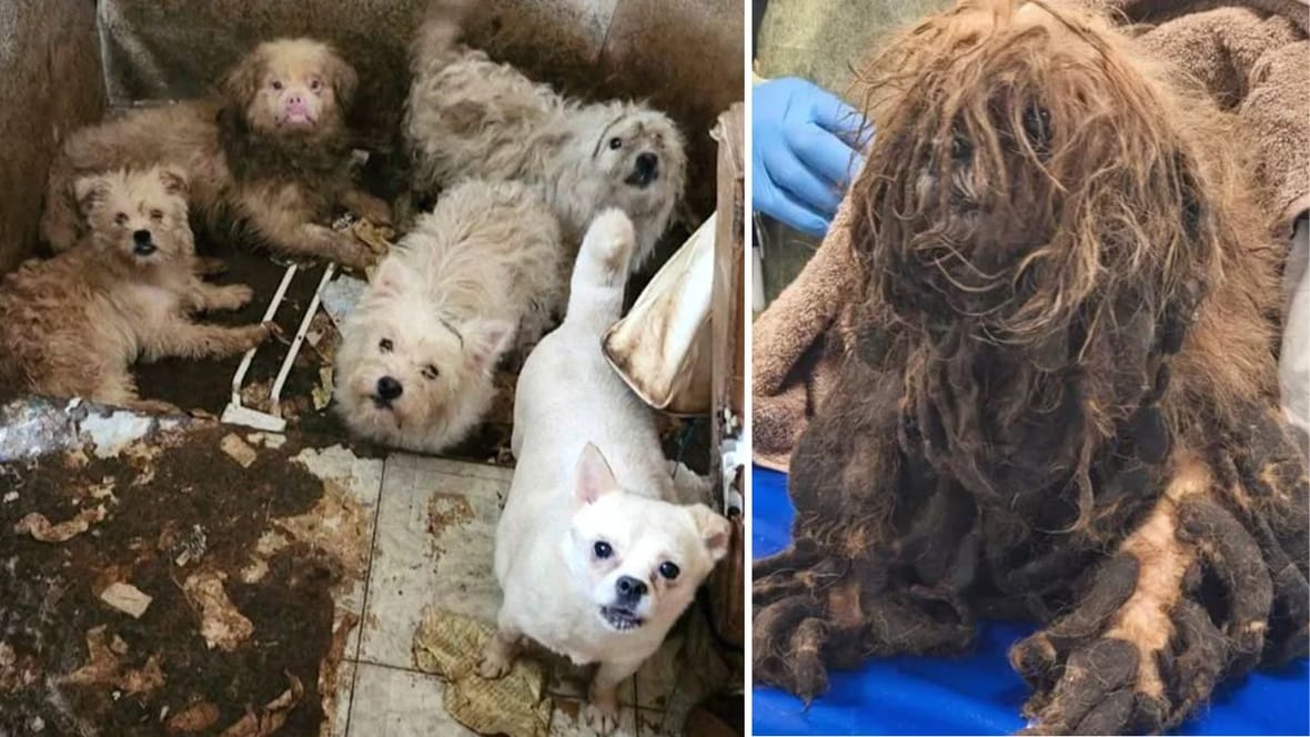 100+ Dogs Found in “Unimaginable Filth” Inside NYC Home — Now Advocates ...