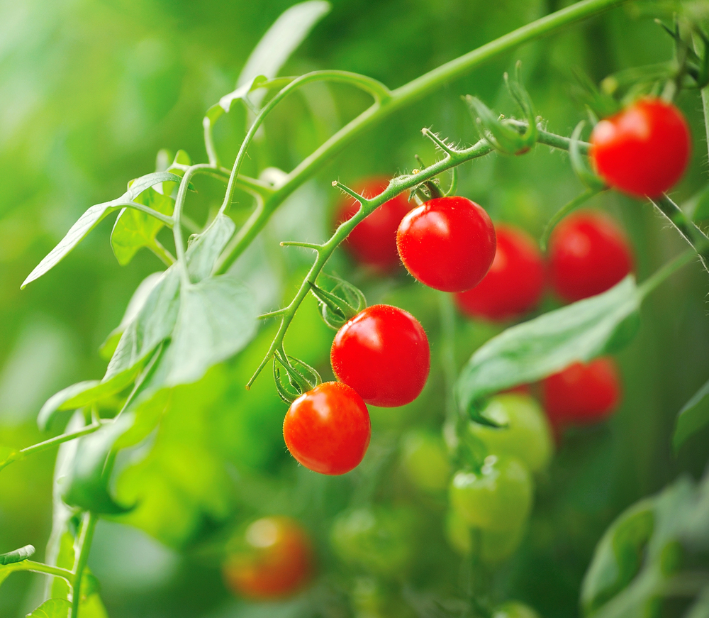 16 Foods You Can Regrow From Scraps