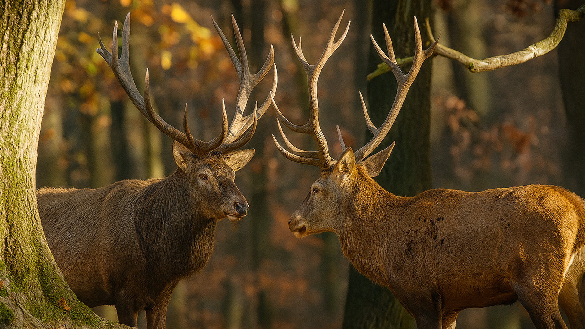 Wildlife Snapshots: Exploring Europe's Nature