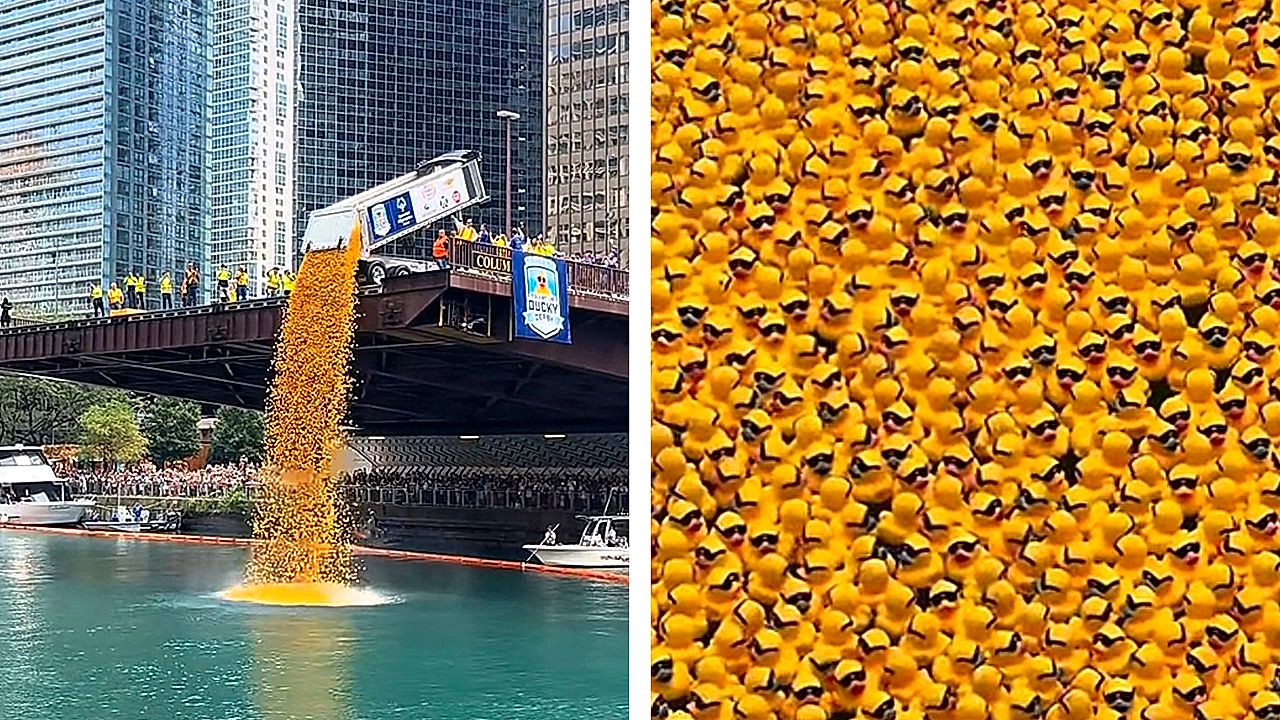 Tens of thousands of rubber ducks pour into Chicago River for Ducky ...