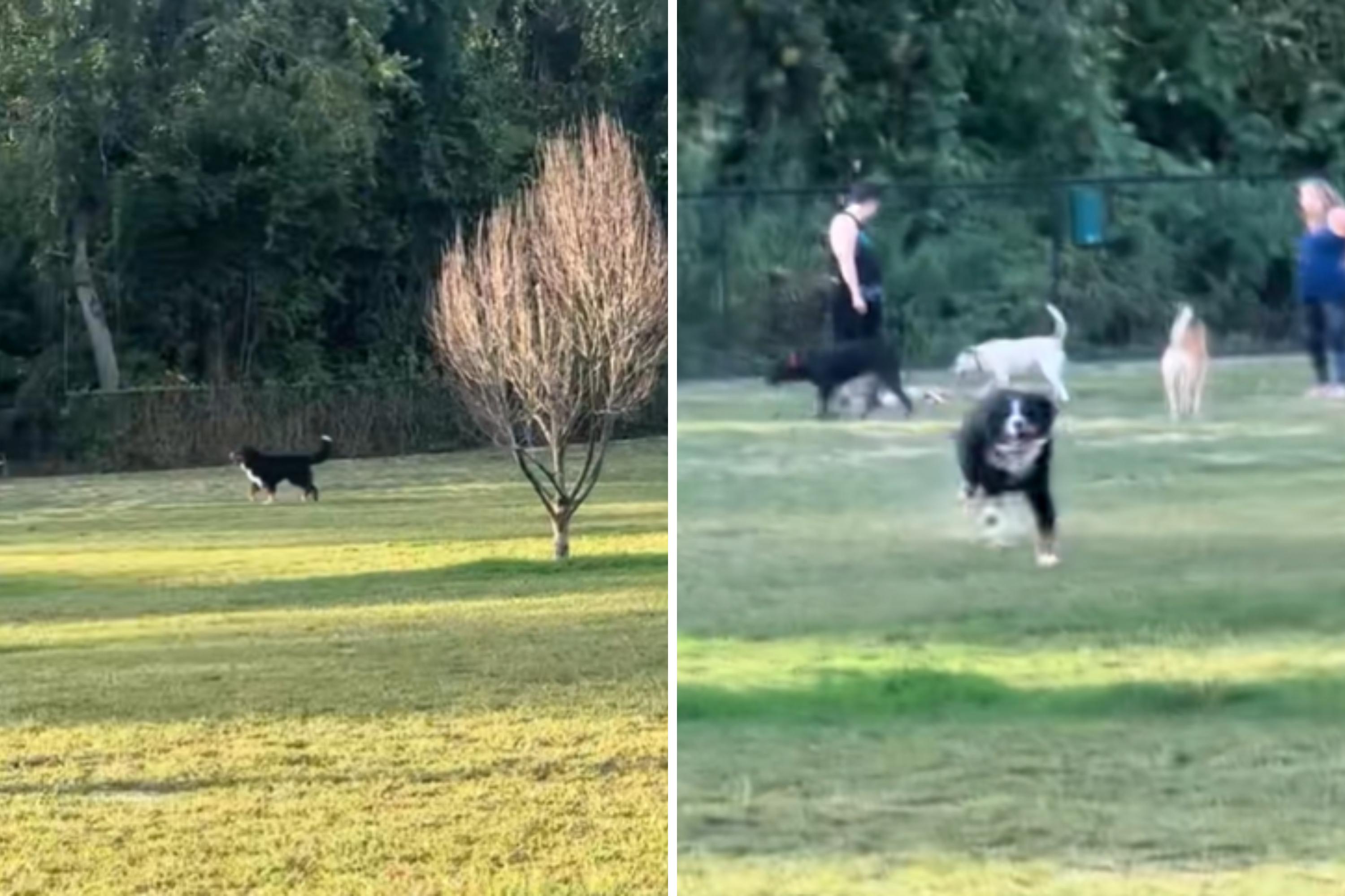 Hearts break as giant dog thinks he's "lost" in park—then has realization