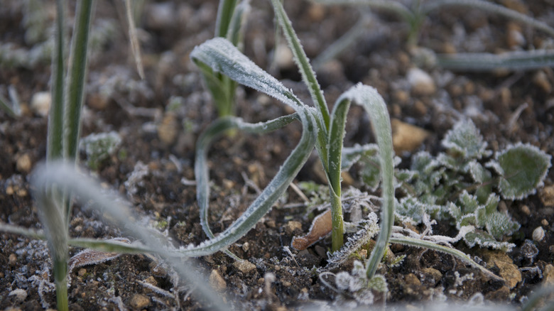 Mistakes Everyone Makes When Growing Ground Cover Plants