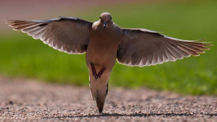 Dove hunting season is underway. Here's where you can hunt in one North ...