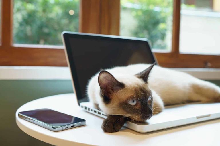 What your cat’s favorite sleeping spot says about them