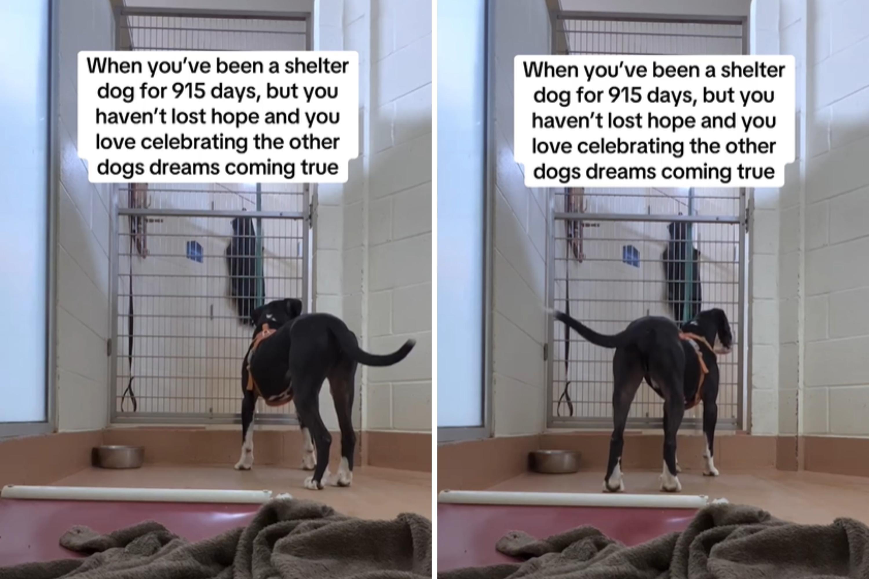 Tears as dog who has been in shelter for 915 days still hasn't "lost hope"