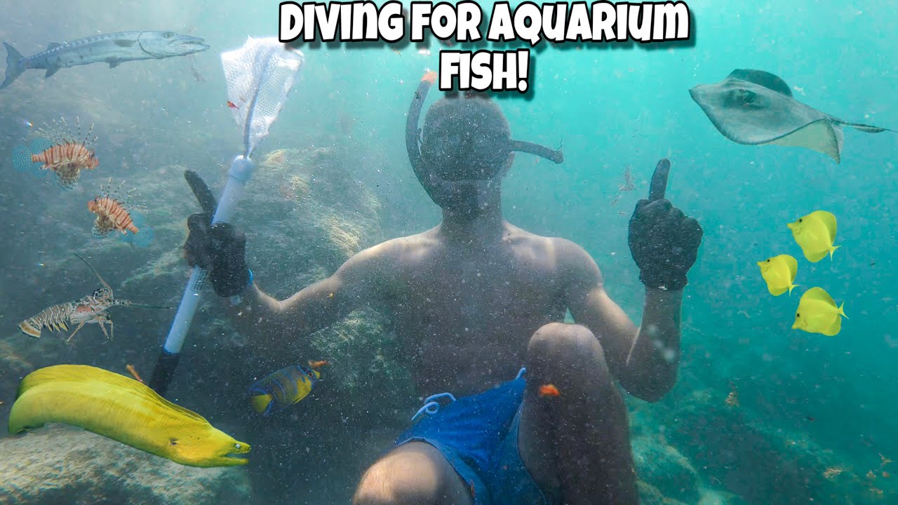 Join me as I dive for tropical fish! 🌊🐠
