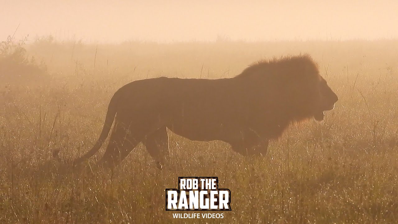 Nomadic Lion Roams the Plains in Lone Journey