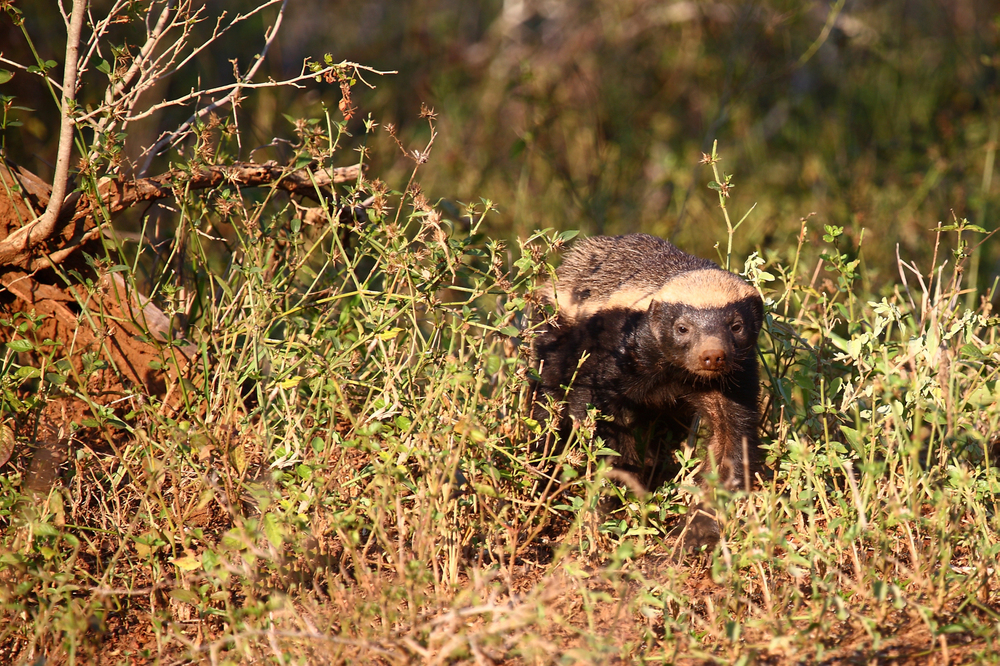 15 Fearless Animals That Face Off Bears