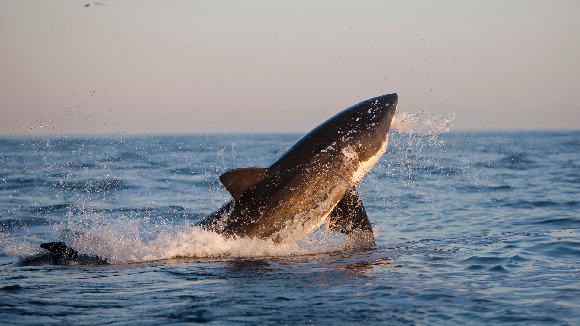 Most Dangerous Shark-Infested Waters Around The World