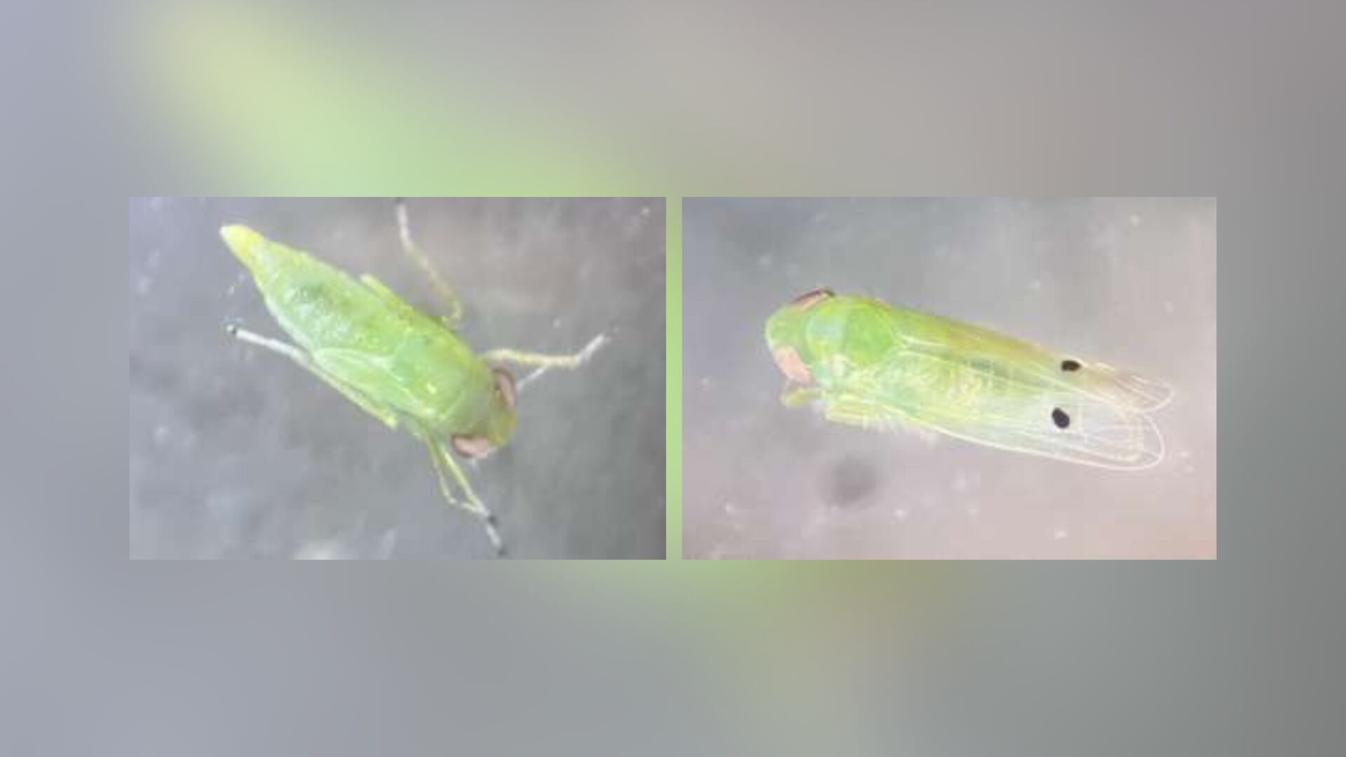 Cotton-destroying invasive insect spotted in Georgia