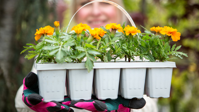 The Clever Way To Get Endless Blooms Out Of Your Store-Bought Marigold ...
