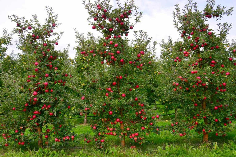 U pick apples near Chicago: 11 spots you'll love (2026)
