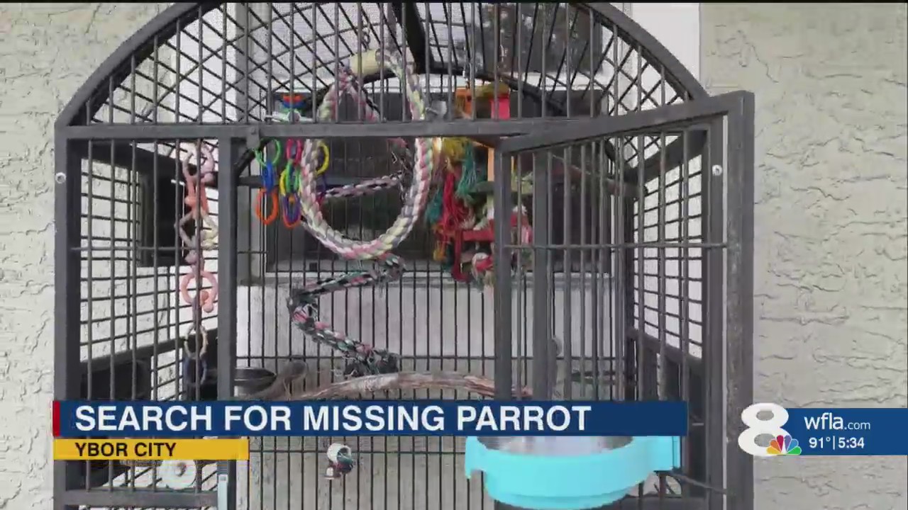 Search for missing rare parrot in Ybor City