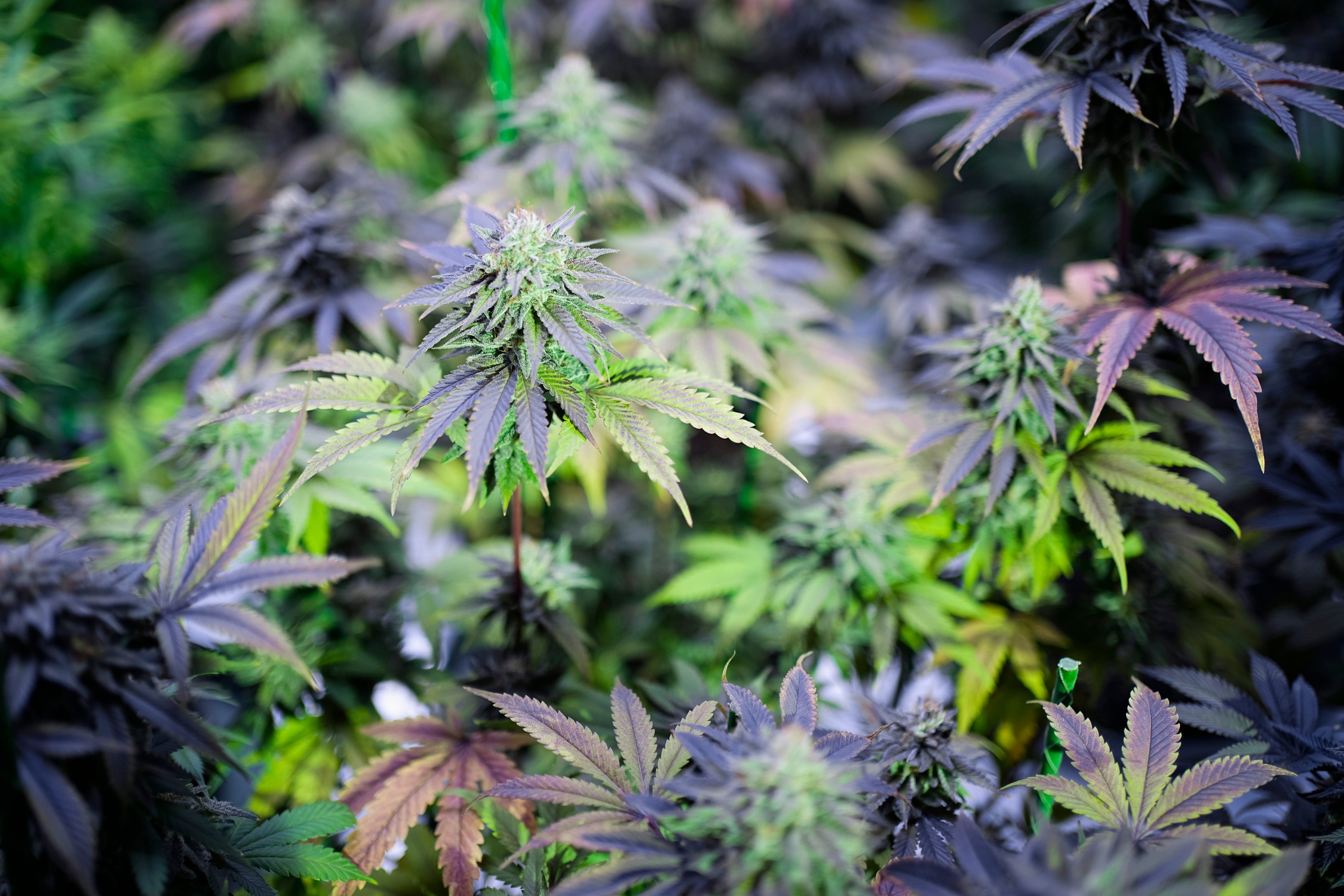 Thousands of Marijuana Plants Found in National Park