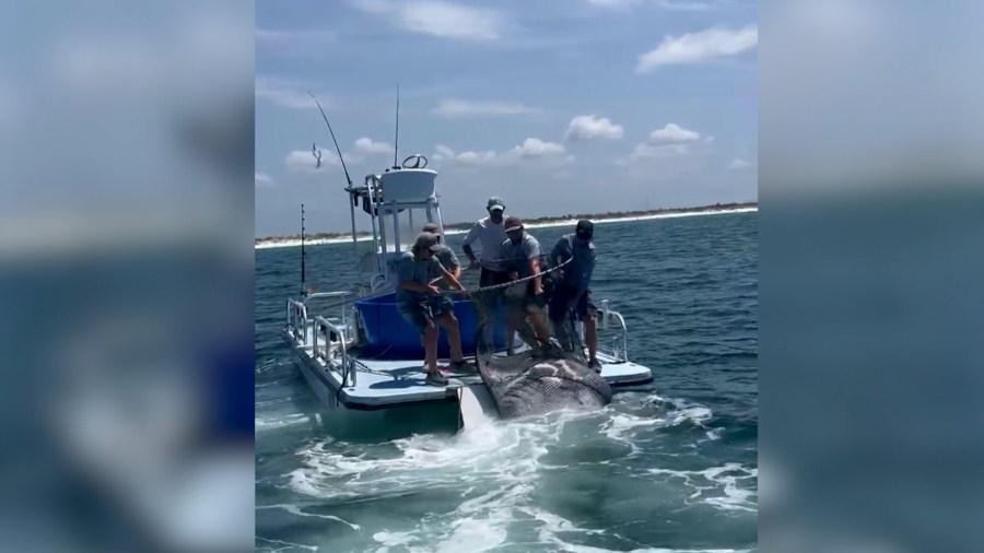 Manta ray death raises concerns over FWC’s permit issuing practice and ...