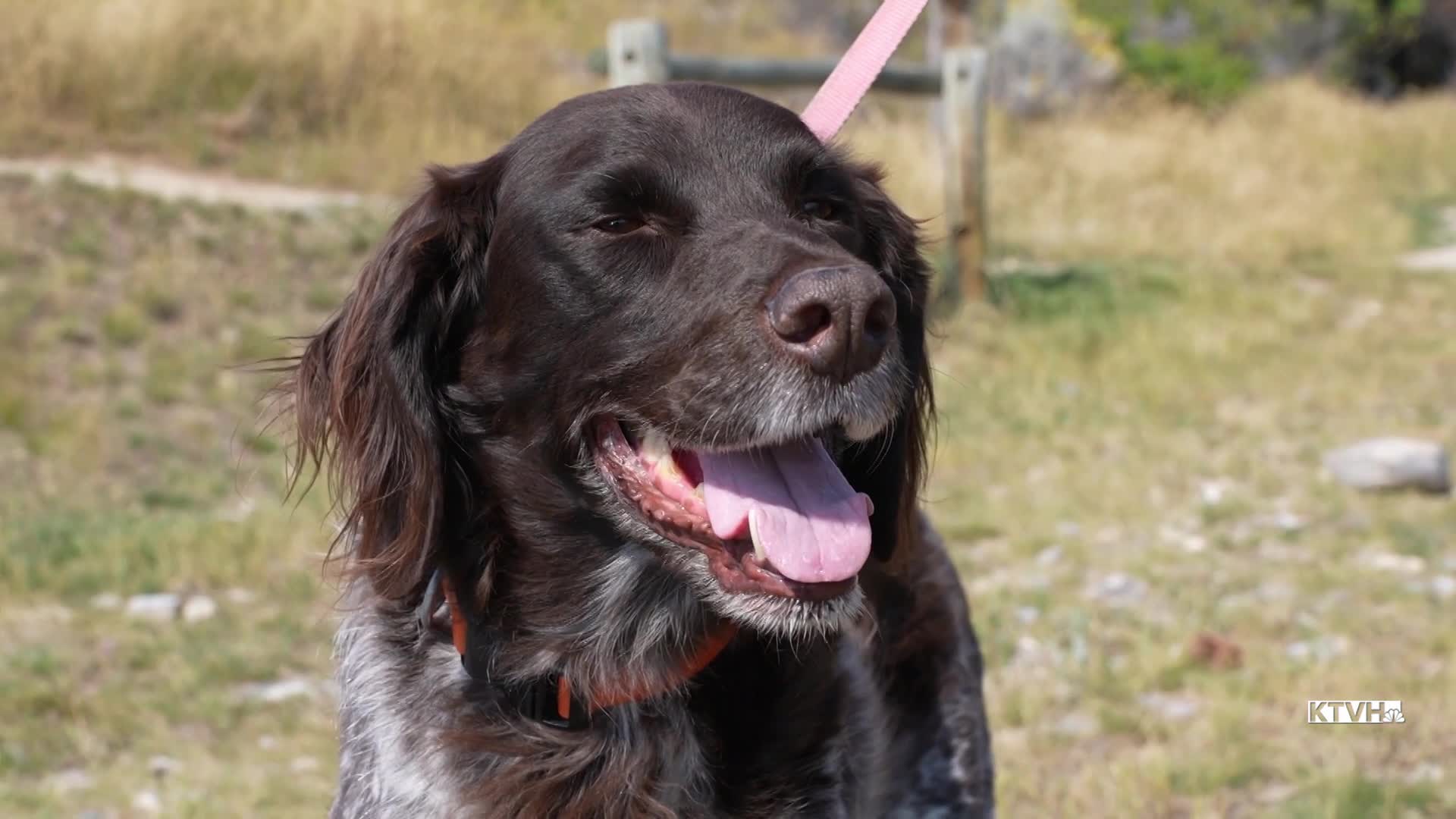 Nonprofit holds contest to showcase dogs in the Montana outdoors