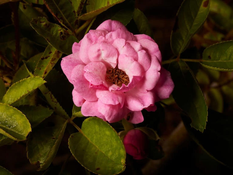 A mysterious rose survived Hurricane Katrina and spread throughout the ...