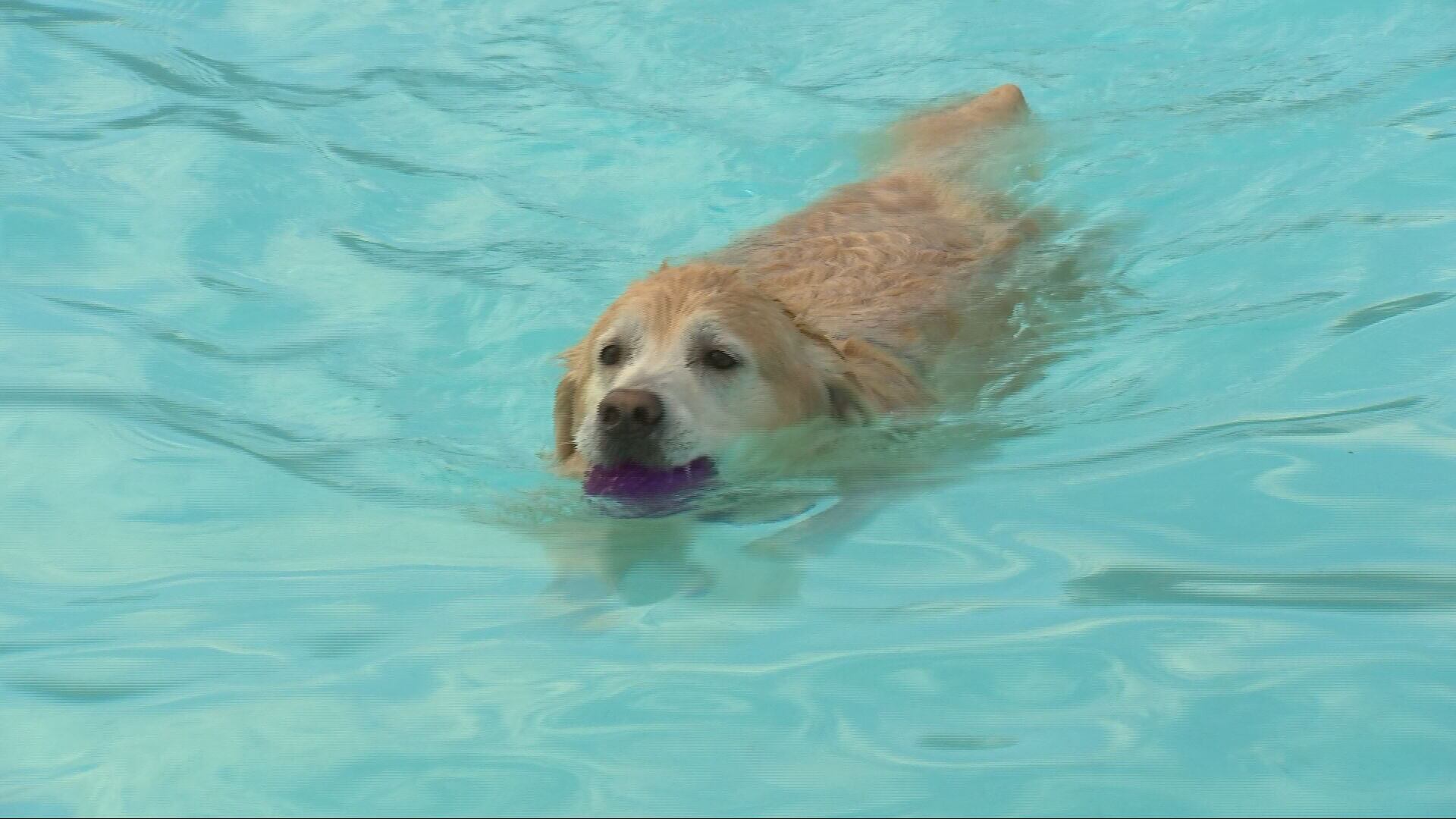 Allegheny County invites dogs to celebrate closing day of pool season
