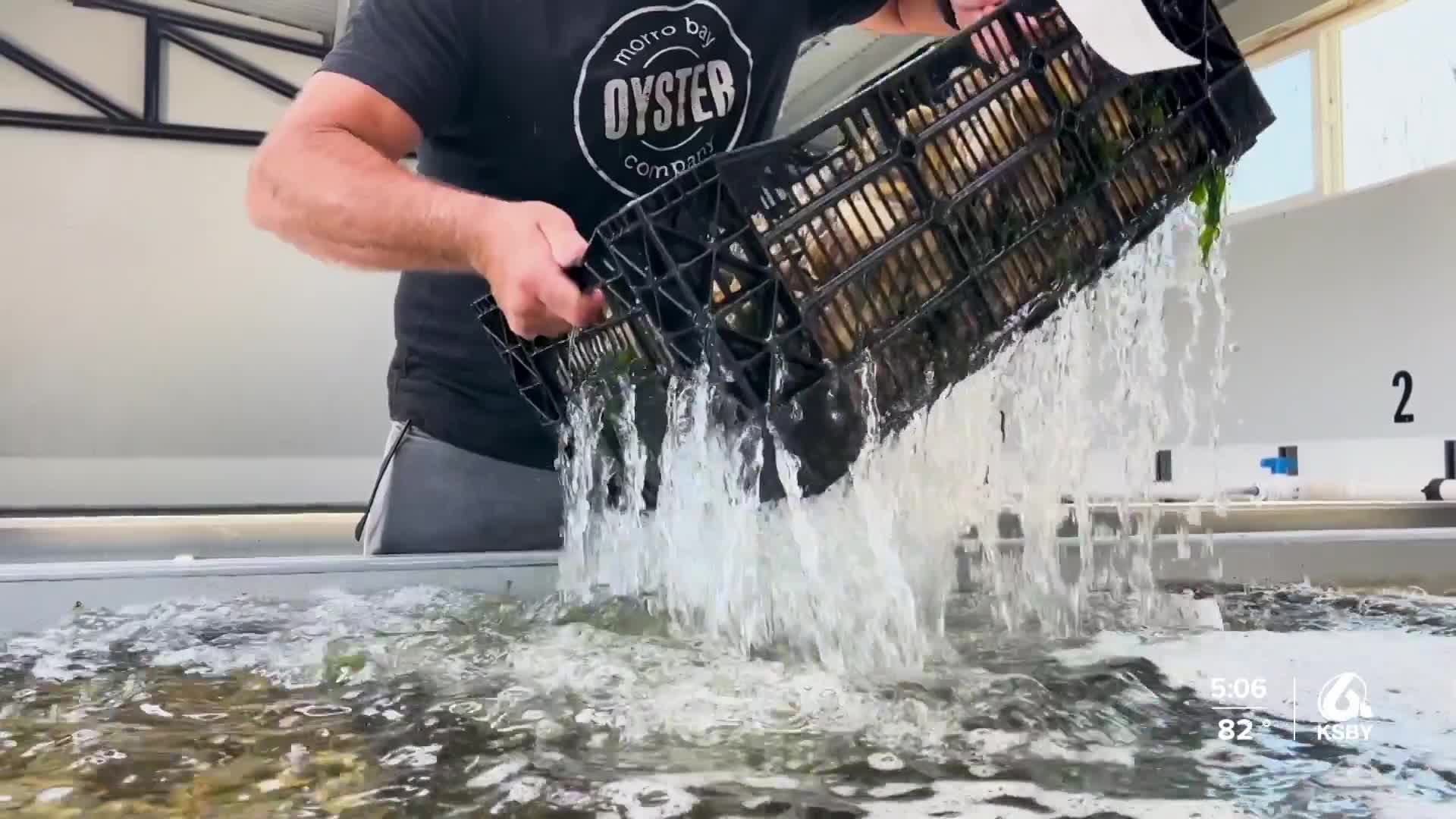 Sport-harvested shellfish advisory issued in San Luis Obispo County