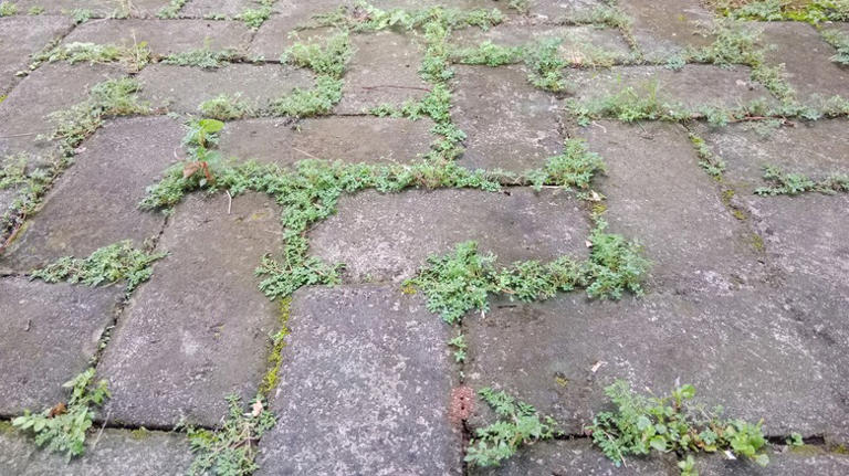 How To Keep Weeds At Bay When Working With These Tricky Patio Materials