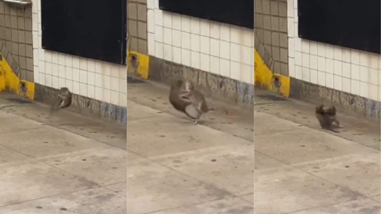Rats are caught fighting on New York subway platform in viral video
